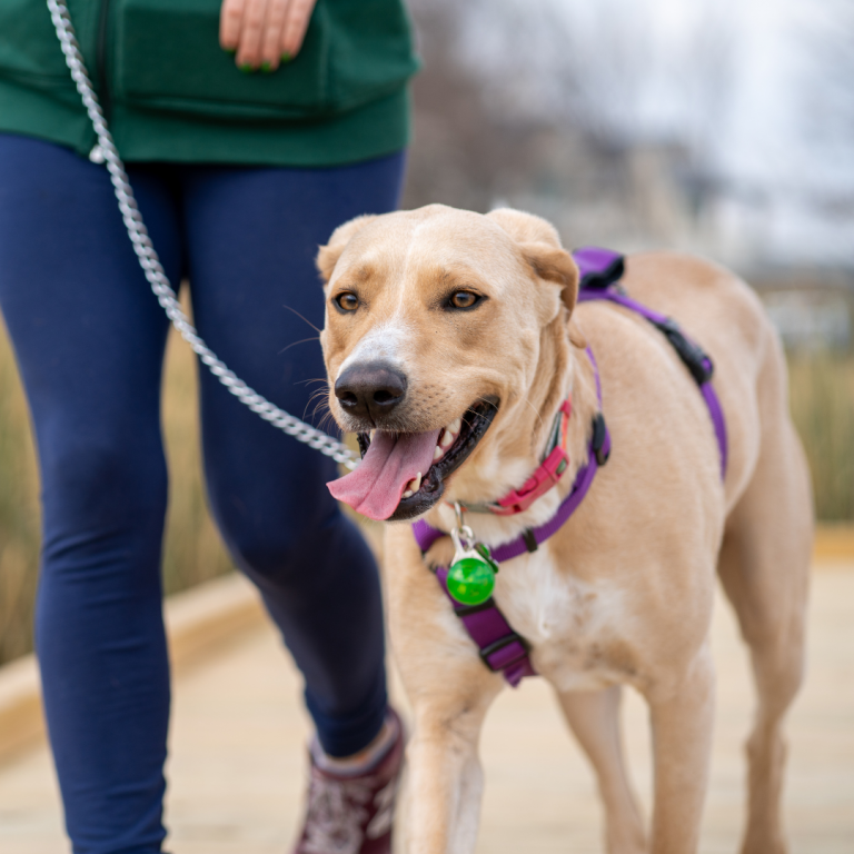 Dogsharing App für Hundeliebhaber & Besitzer | Patzo